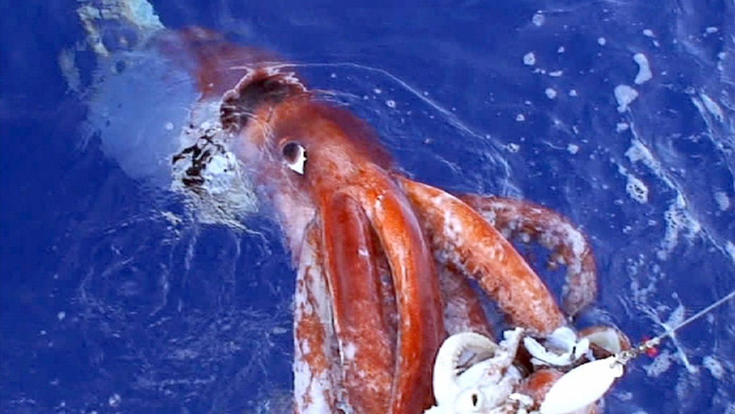 Un calamar géant aperçu au Japon