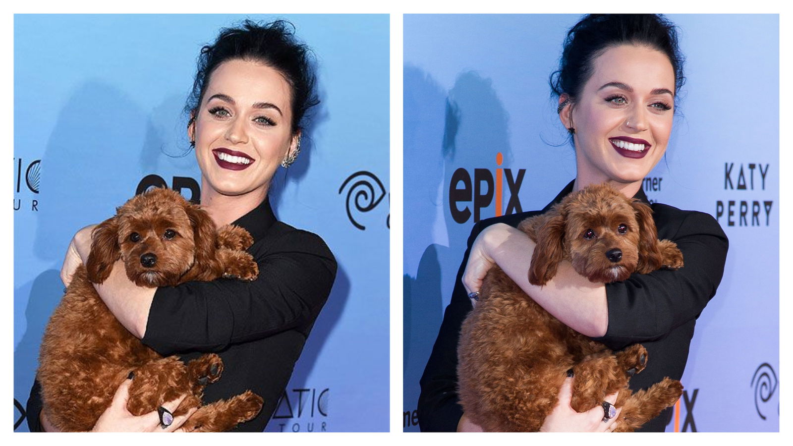 L'assistante de Katy Perry devient un héros après avoir sauvé le chien ...