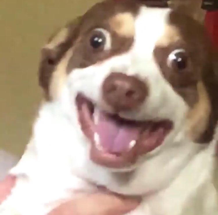 Mister Bubz, ce chien très expressif qui cartonne sur les réseaux sociaux