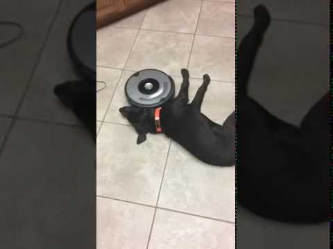 Cute : Ce chien est vraiment très, très paresseux