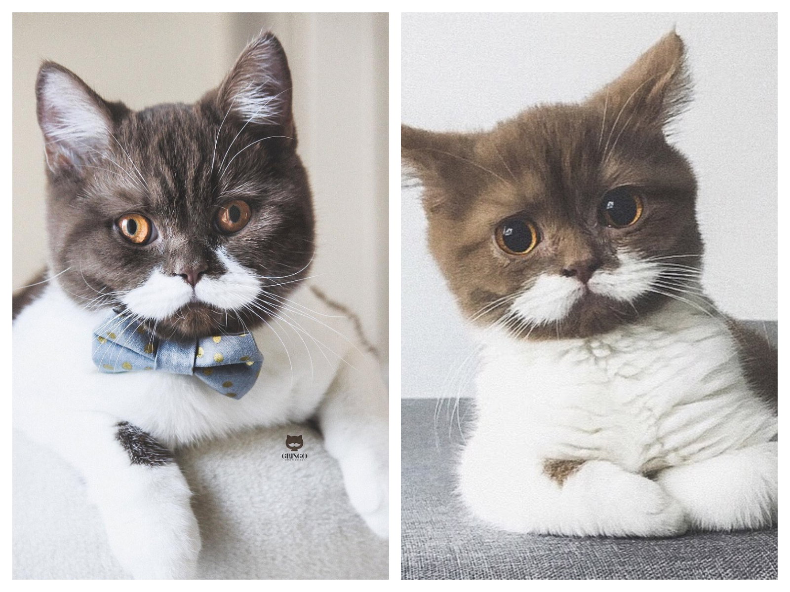 Cute : ce chat est devenu une célébrité grâce à... sa moustache