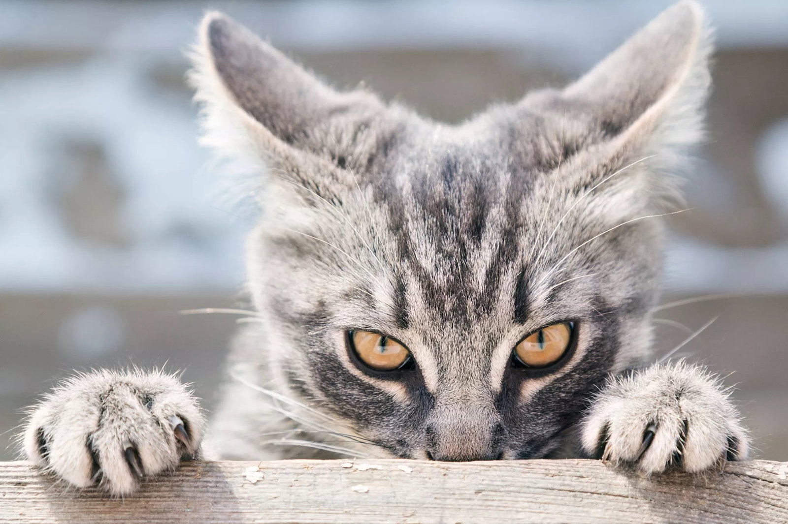 Ce chat est vraiment trop fourbe : il pousse discrètement son frère du ...