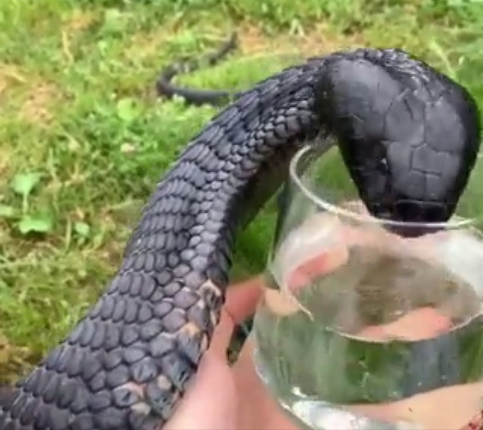 Assoiffé, ce serpent boit de l'eau dans un verre