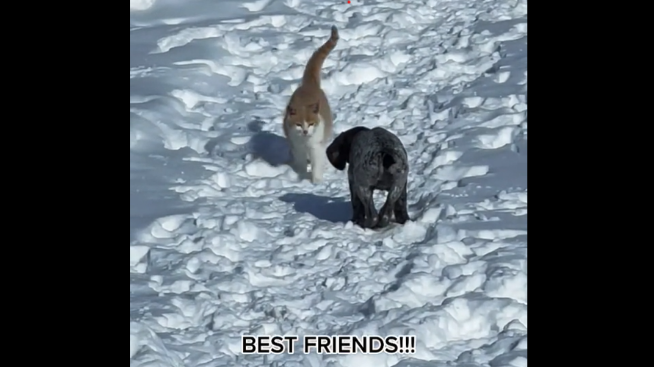 Découvrez les drôles de retrouvailles entre un chat et un chiot